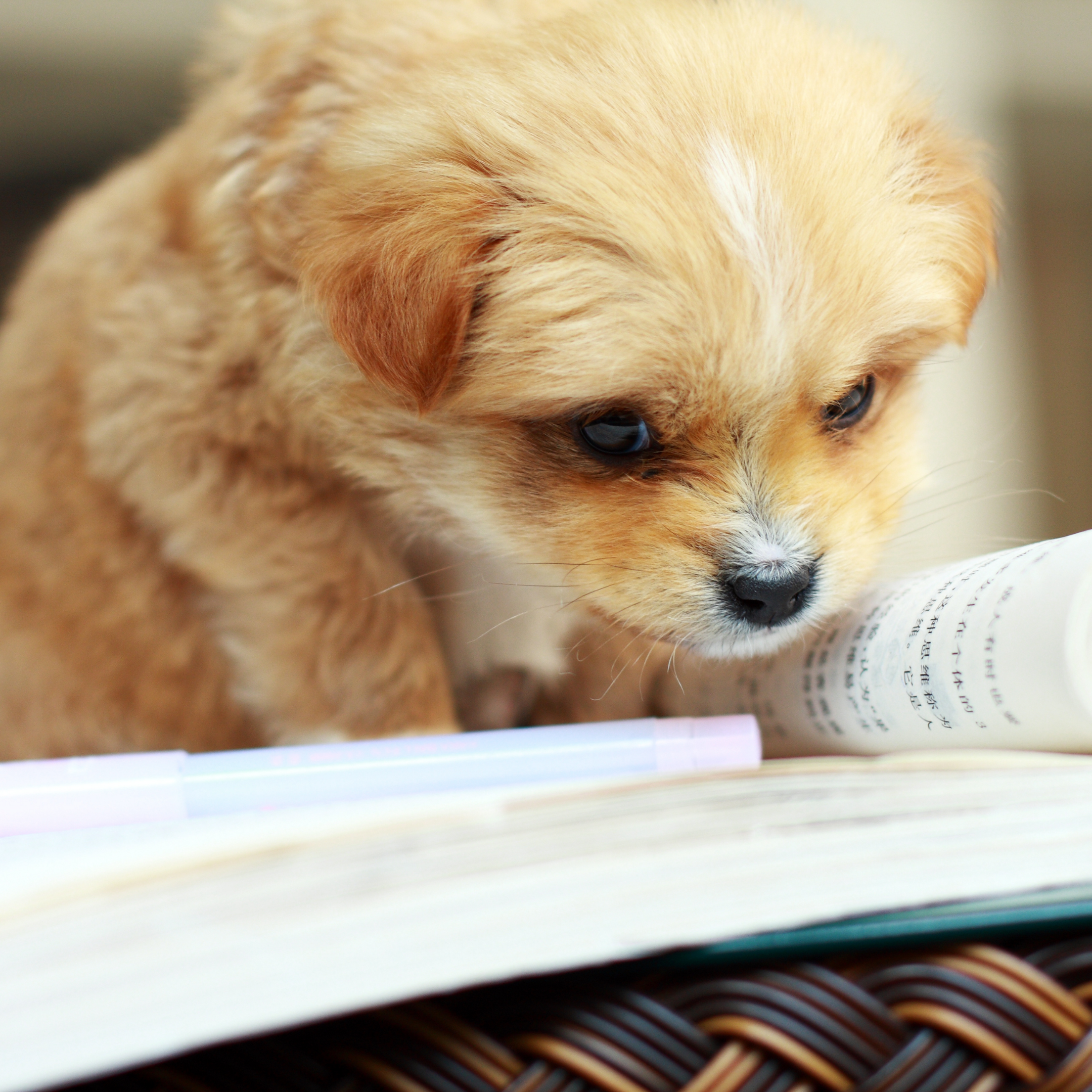 DARG Online Store | YOUNG READER – Domestic Animal Rescue Group