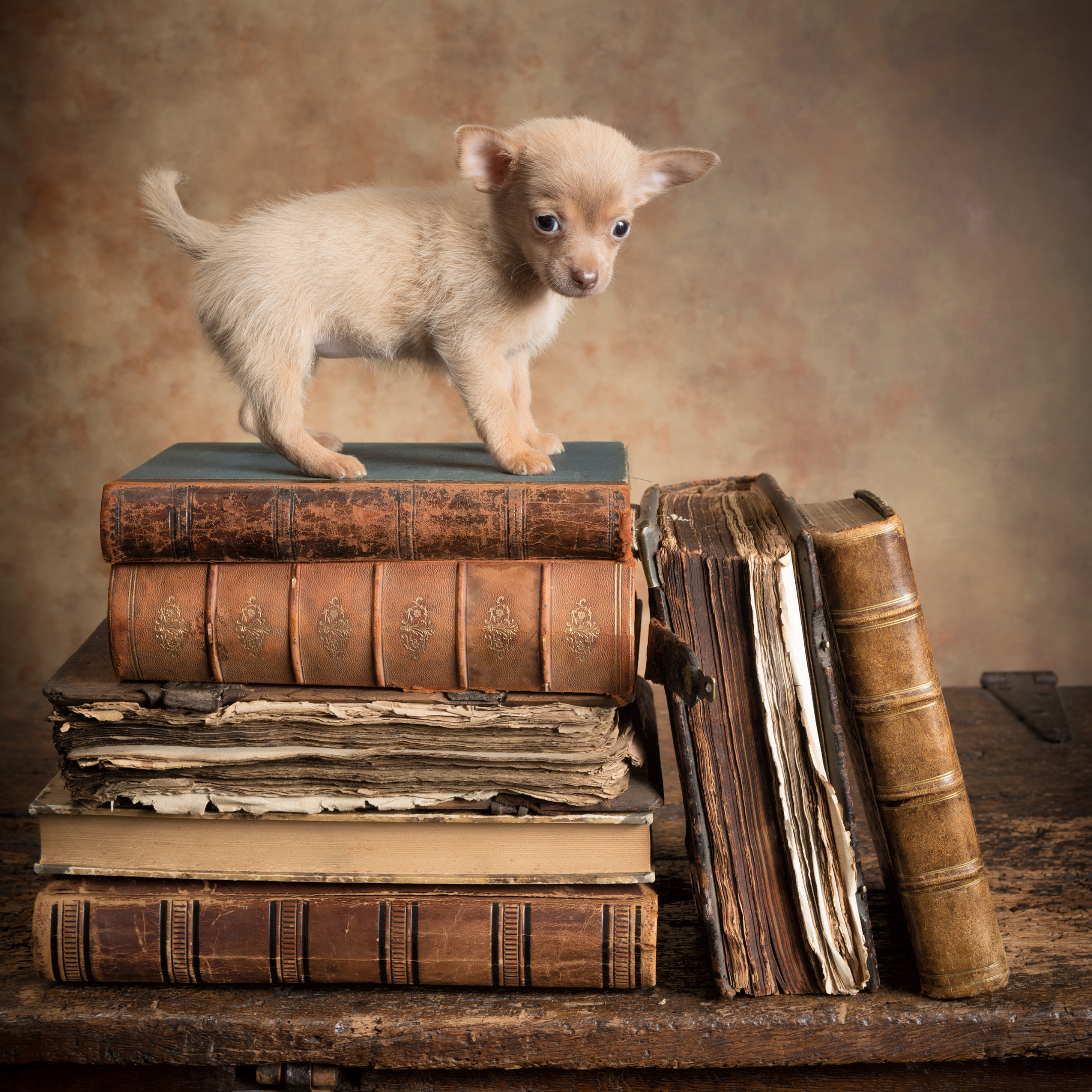 DARG Online Store | HISTORY BOOKS – Domestic Animal Rescue Group