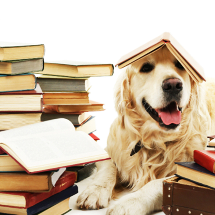 DARG Shop | Support The Paws – Domestic Animal Rescue Group