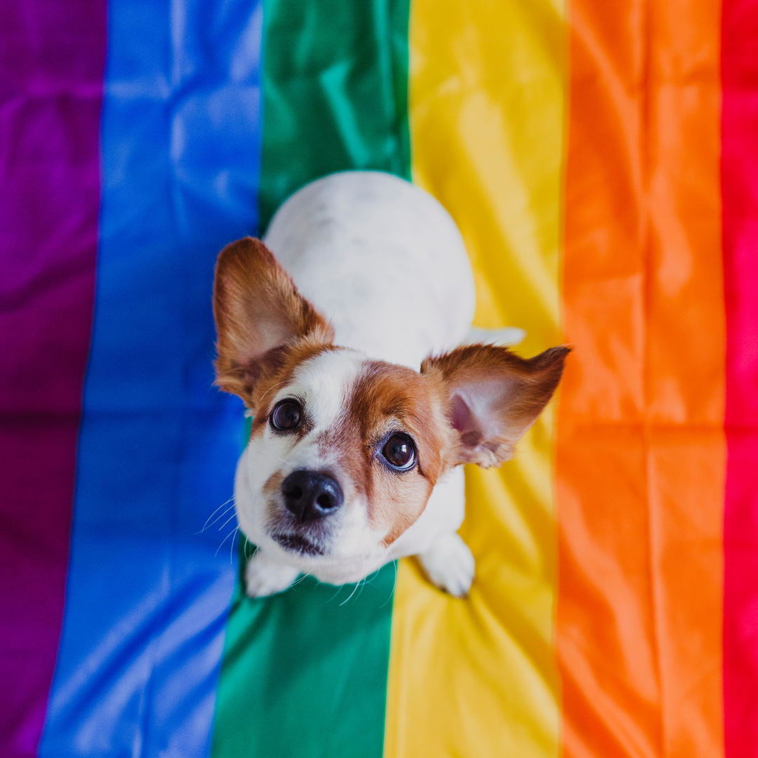 Collections – Domestic Animal Rescue Group