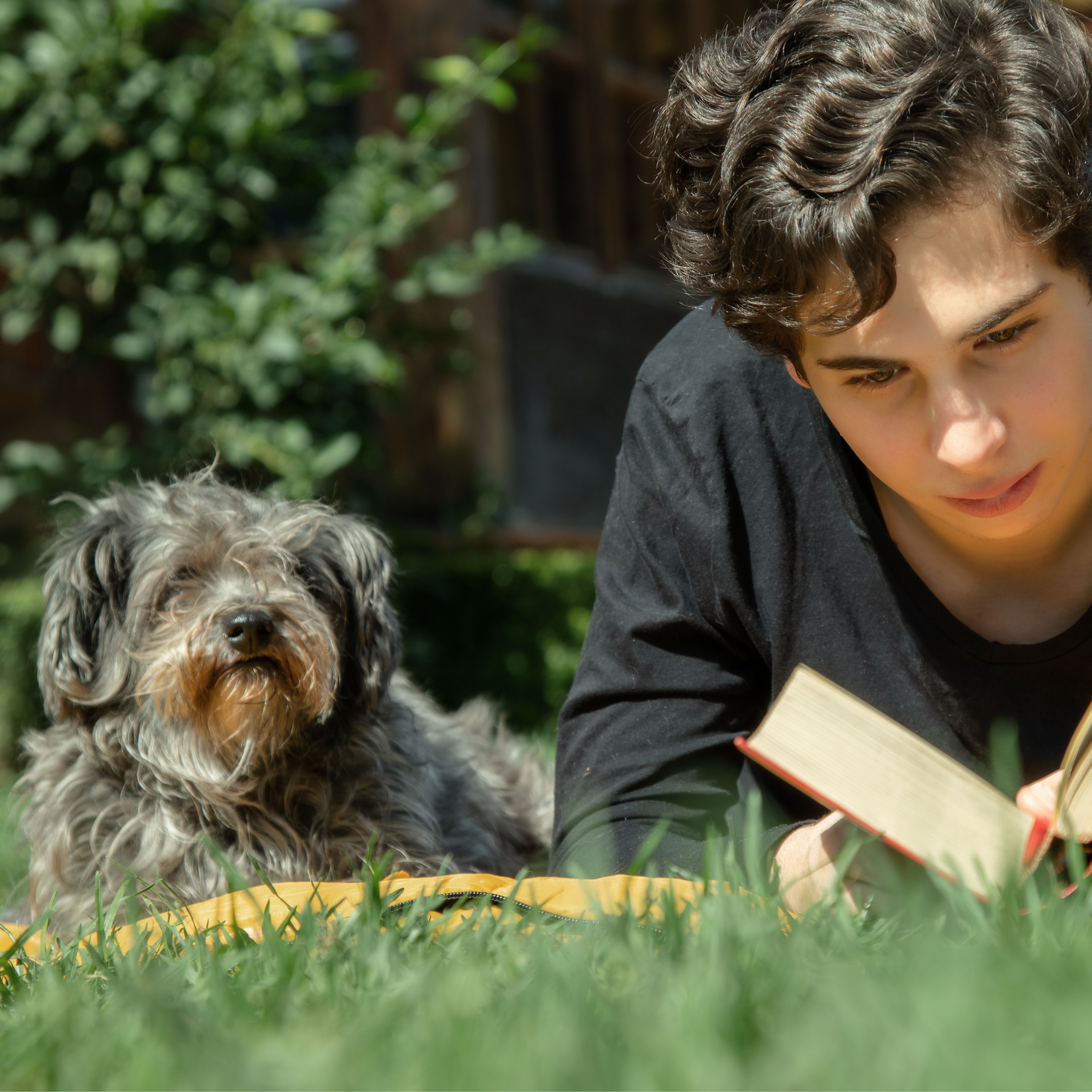 DARG Online Store | YOUNG ADULT – Domestic Animal Rescue Group