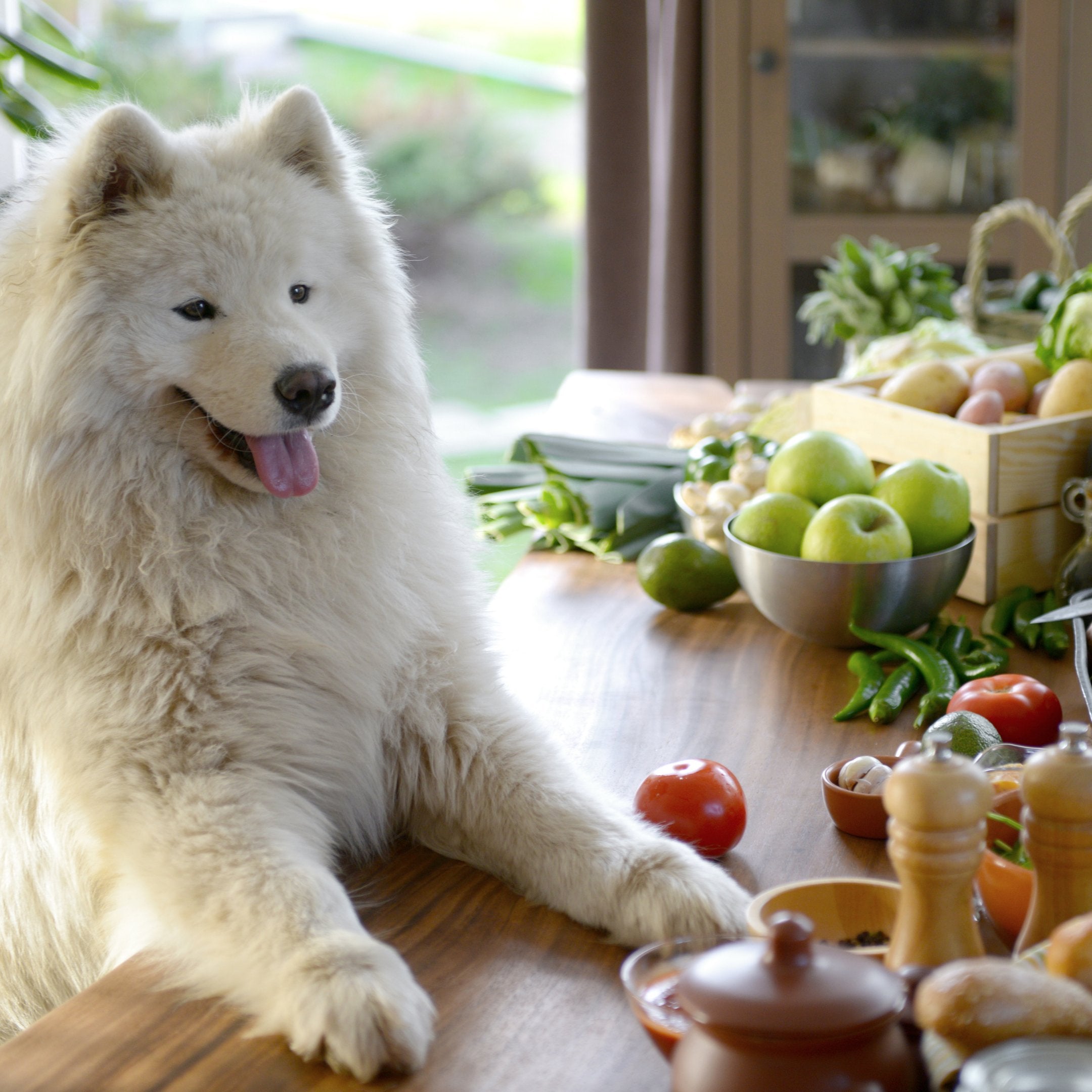 DARG Online Store | COOKBOOKS – Domestic Animal Rescue Group