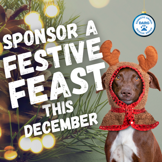 Domestic Animal Rescue Group: DARG | Cape Town