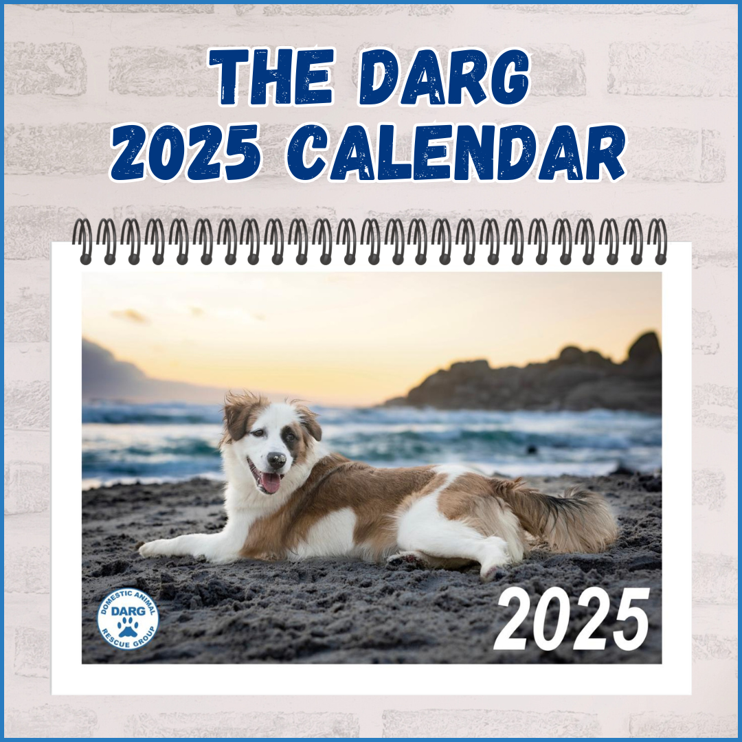 Domestic Animal Rescue Group: DARG | Cape Town